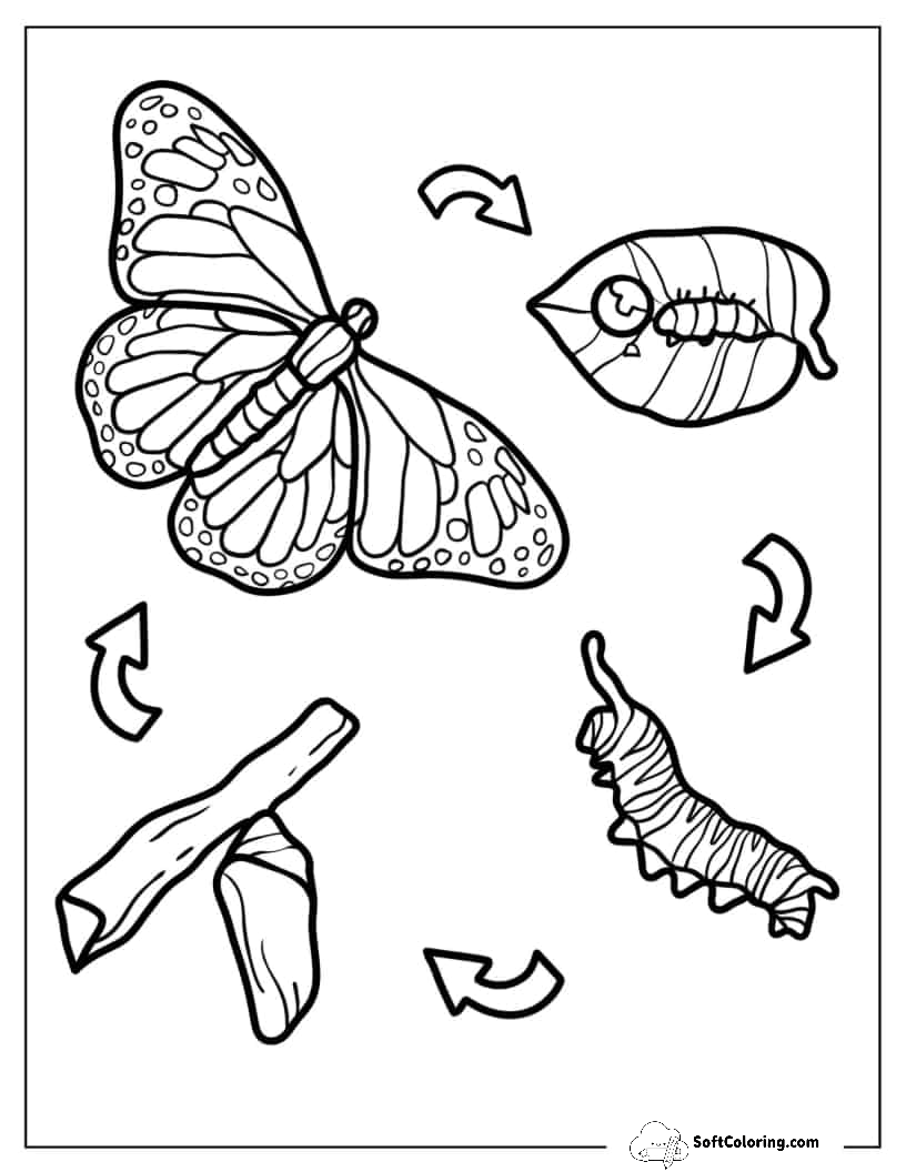 Evolution Of Caterpillar From Cocoon To Butterfly Colorin...
