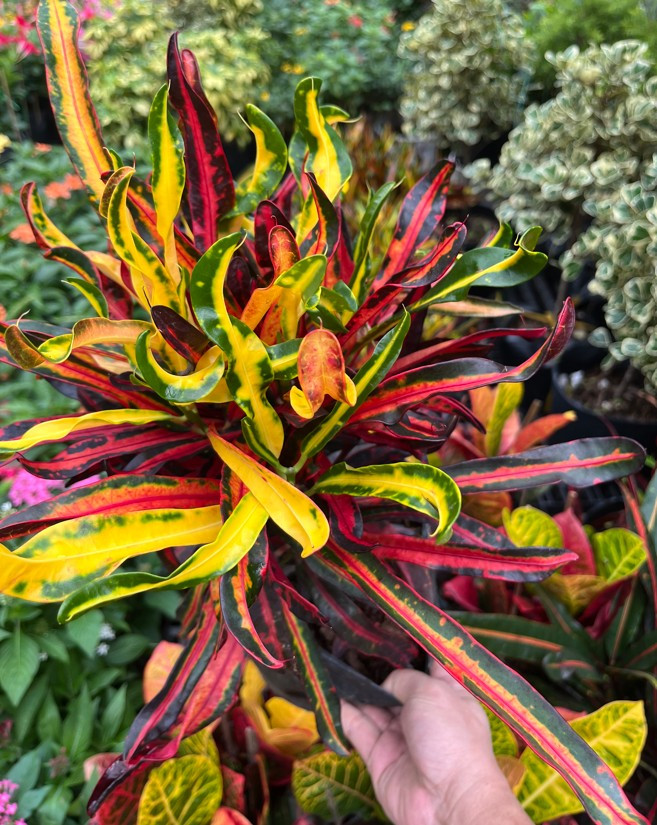 Cây Cô Tòng lá xoăn màu đẹp