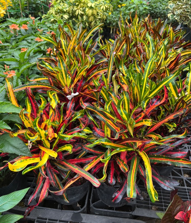 Cây Cô Tòng lá xoăn màu đẹp